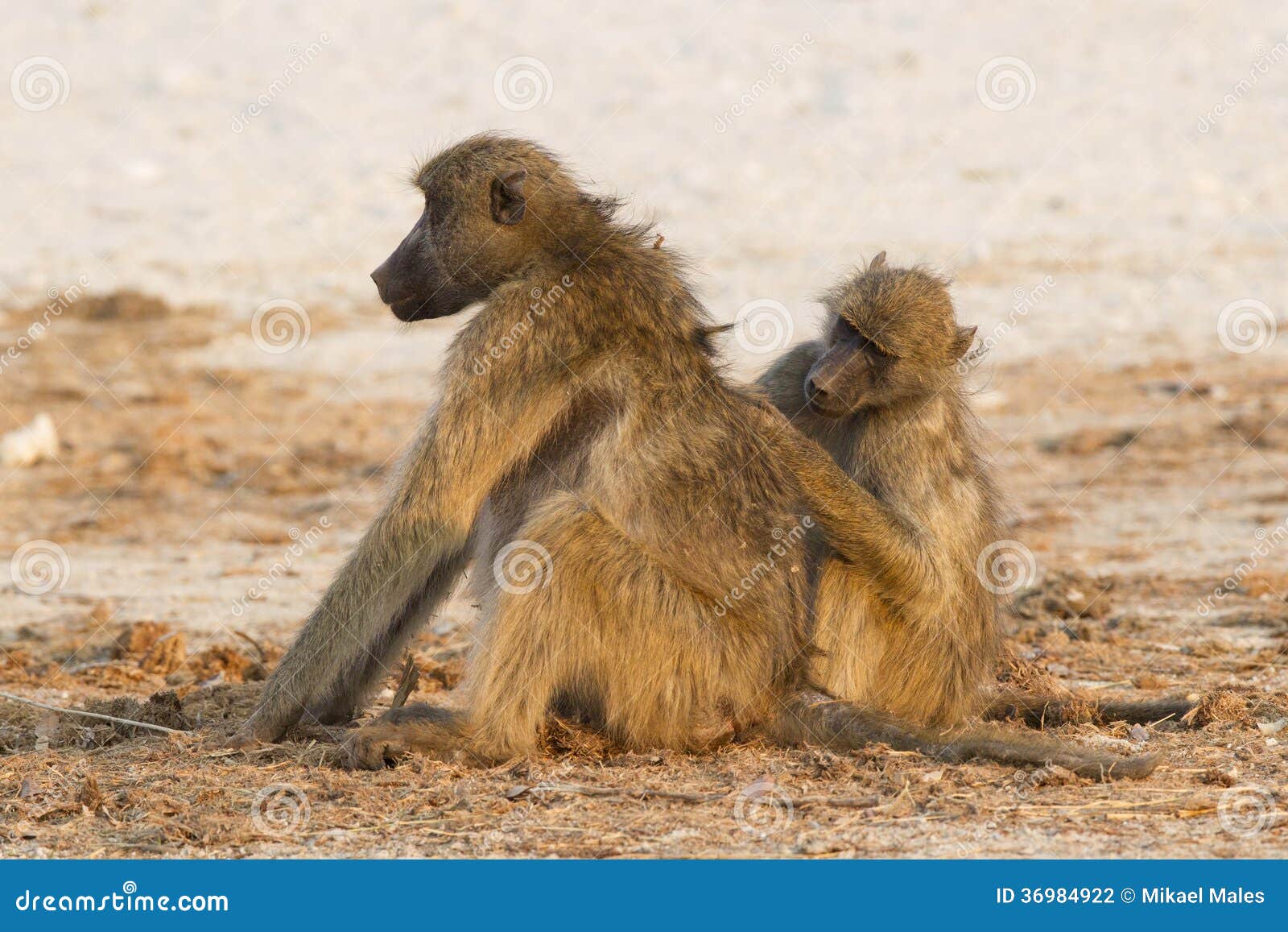 Baboons Grooming Each Other Stock Photo - Image of fero, fighting: 36984922