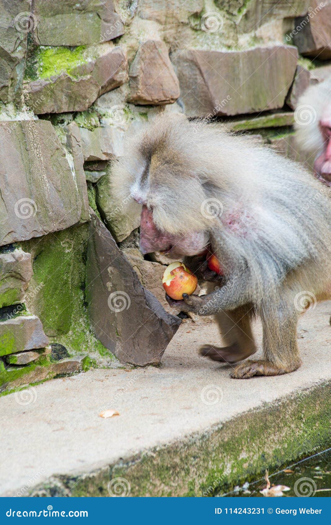 Baboons stock image. Image of safari, monkeys, mammals - 114243231