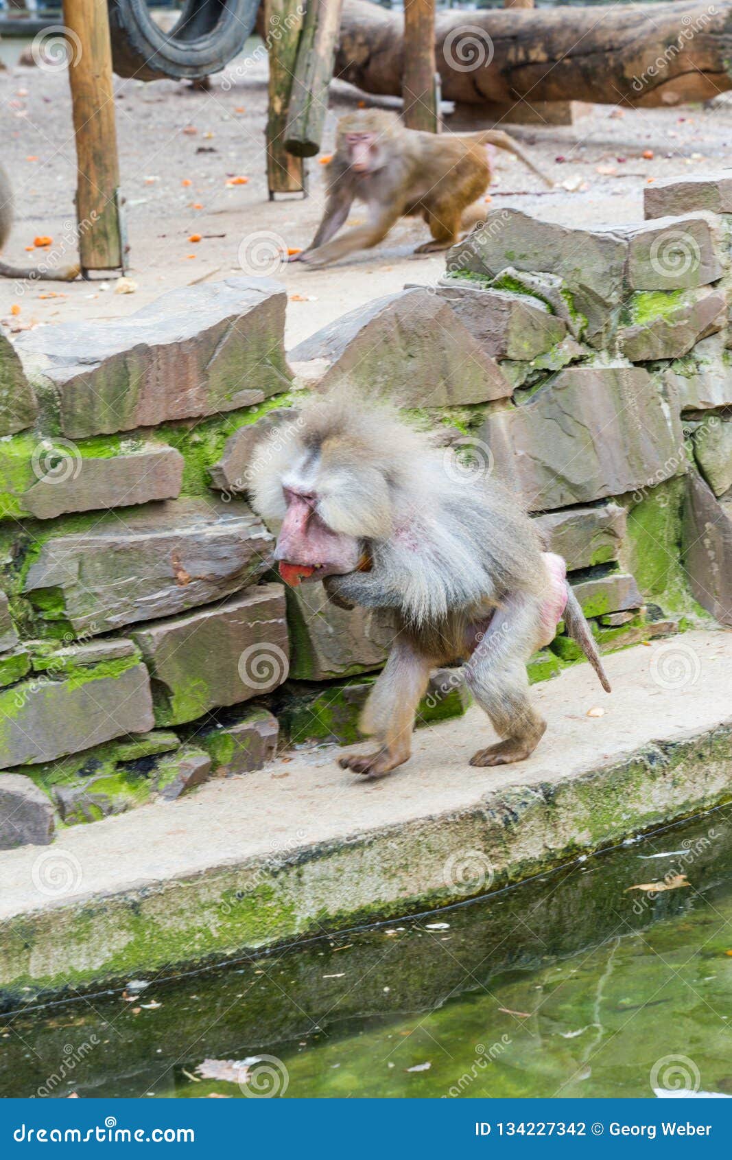 Baboons Monkeys Feeding in the Zoo Stock Photo - Image of kenyan, fast ...
