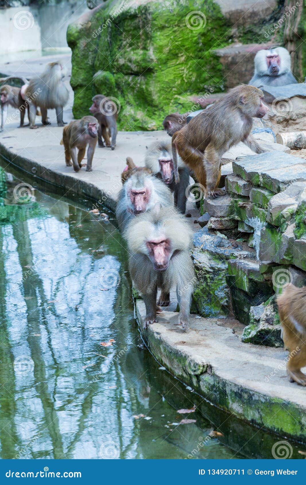 Baboons Monkeys Feeding in the Zoo Stock Image - Image of fast, large ...