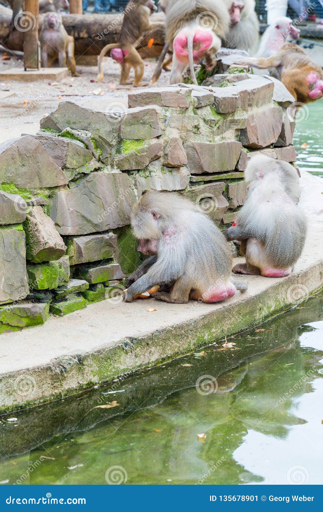 A Large Group of Baboons Monkeys Feeding in the Zoo Stock Image - Image ...