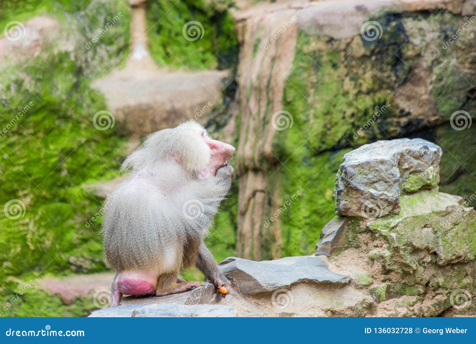A Group of Baboons Monkeys Feeding in the Zoo in Cologne Stock Photo ...