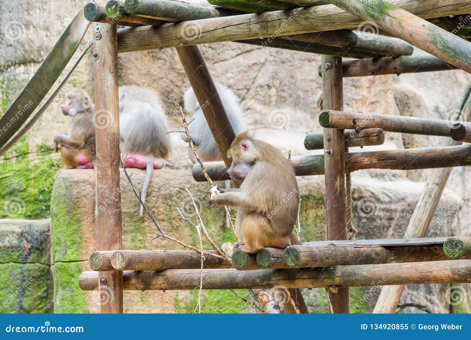 Baboons Monkeys Feeding in the Zoo Stock Image - Image of animal ...