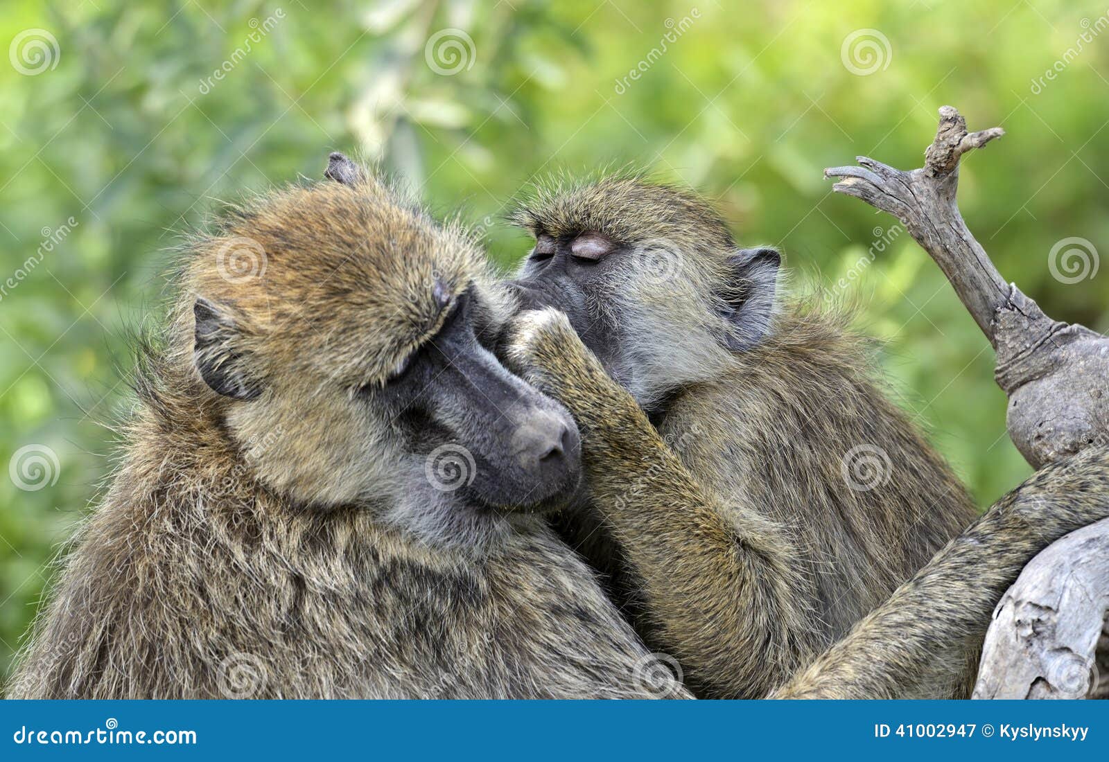 Baboons stock image. Image of omnivores, fast, monkey - 41002947
