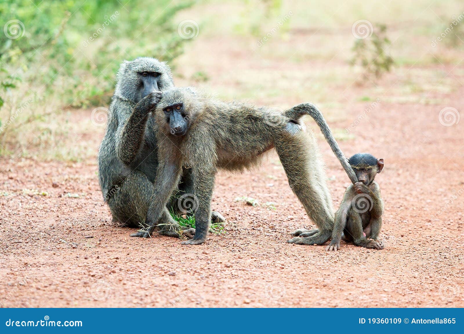 Baboons (Papio) stock image. Image of woodland, akagera - 19360109