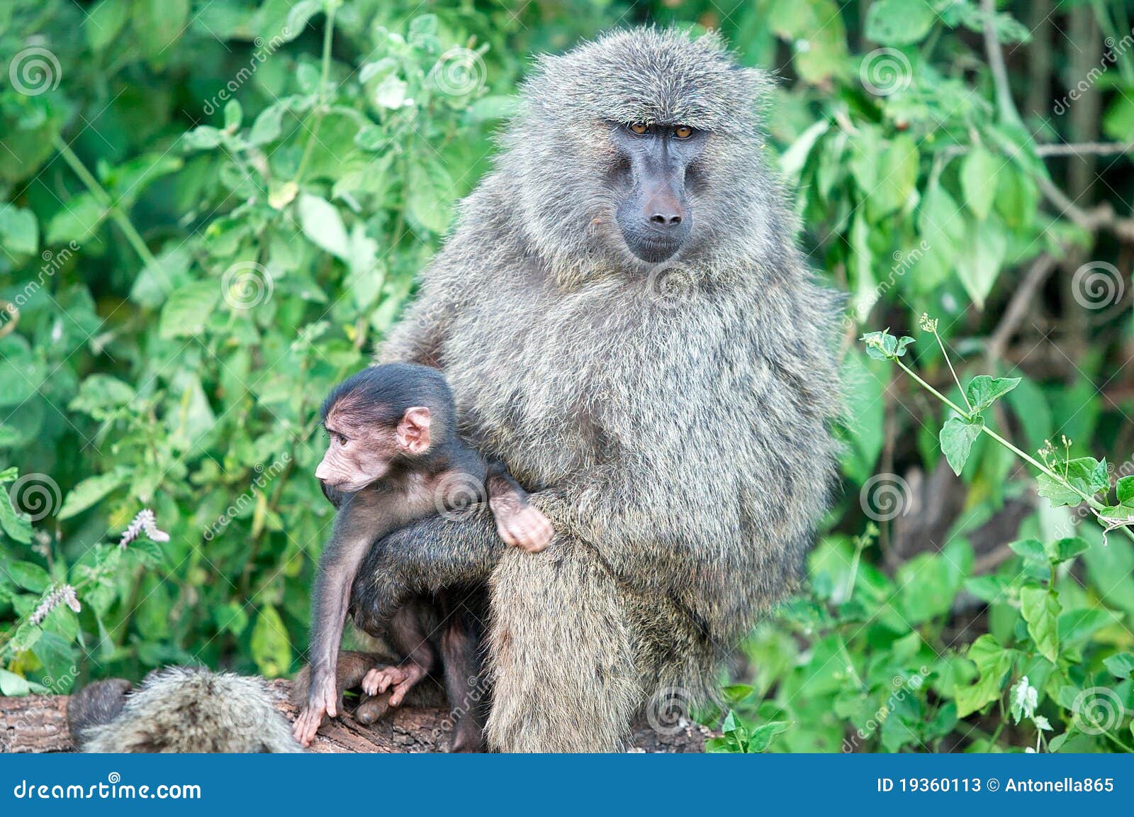 Baboons (Papio) stock image. Image of mammal, akagera - 19360113