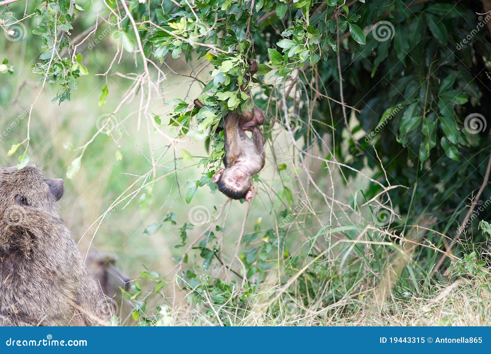 Baboons (Papio) stock image. Image of park, baboon, infant - 19443315