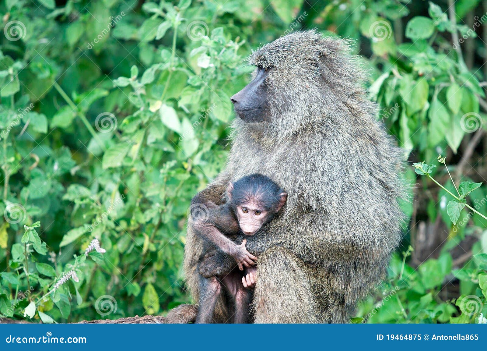 Baboons (Papio) stock image. Image of wild, park, akagera - 19464875