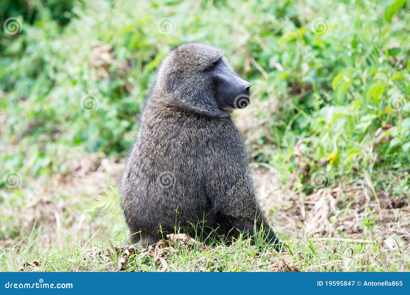 Baboons (Papio) stock image. Image of troop, monkey, group - 19595847