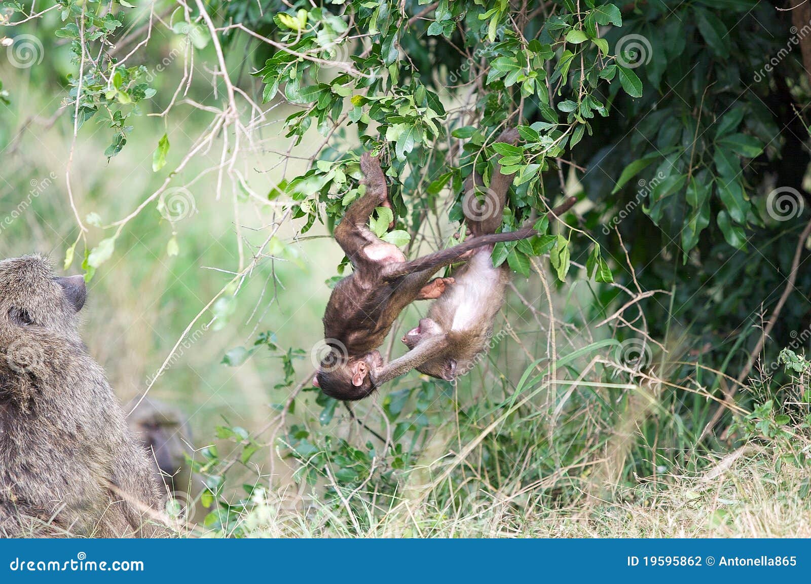Baboons (Papio) stock photo. Image of monkey, troop, park - 19595862