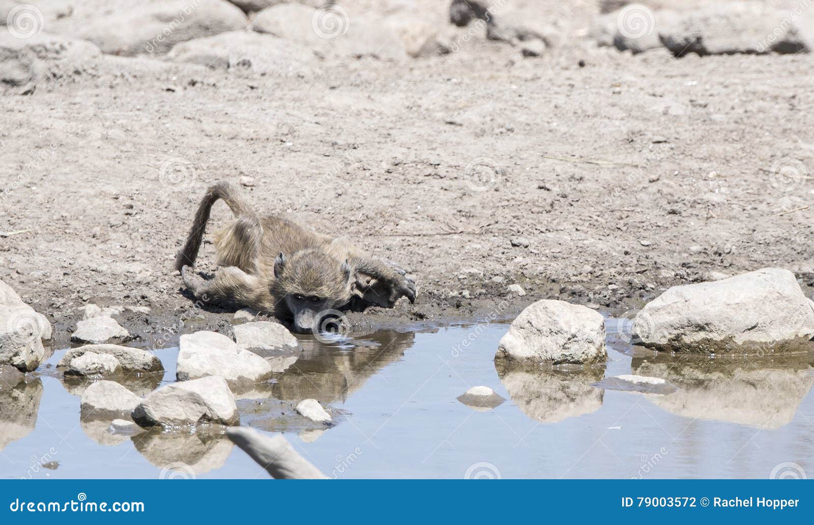 Baboons, (Papio Ursinus) Drinking Water in Africa Stock Photo - Image ...