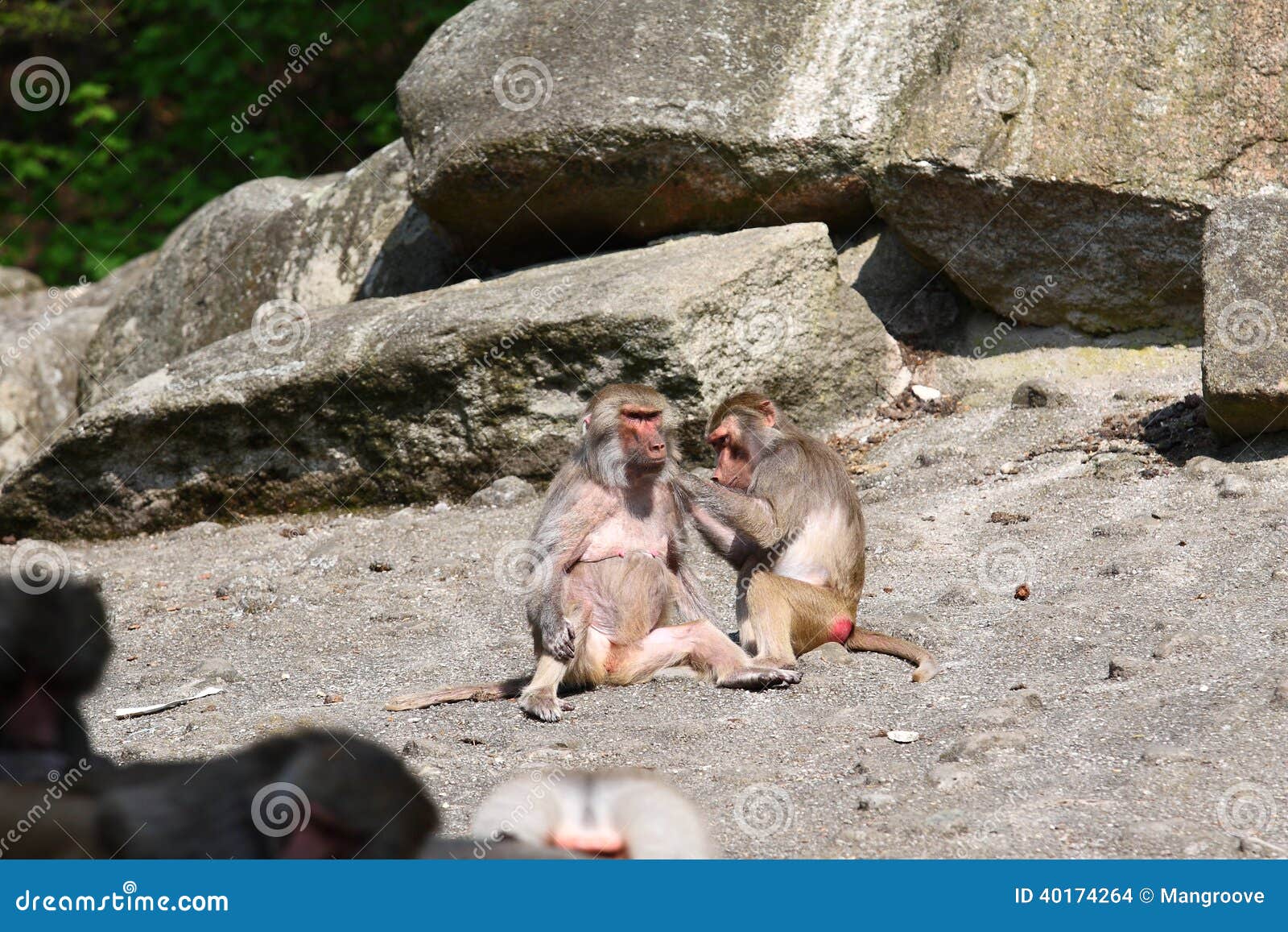 Baboons stock photo. Image of papio, silly, eyes, detail - 40174264