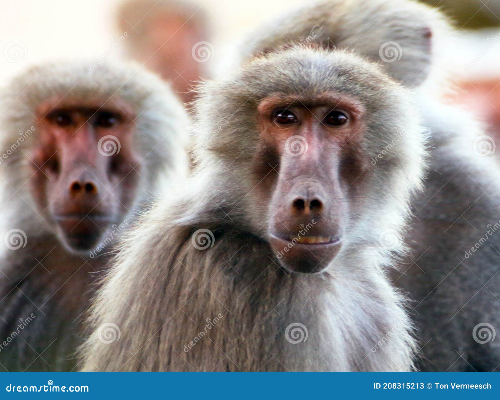 Baboons Posing for the Camera Stock Image - Image of baboons, posing ...