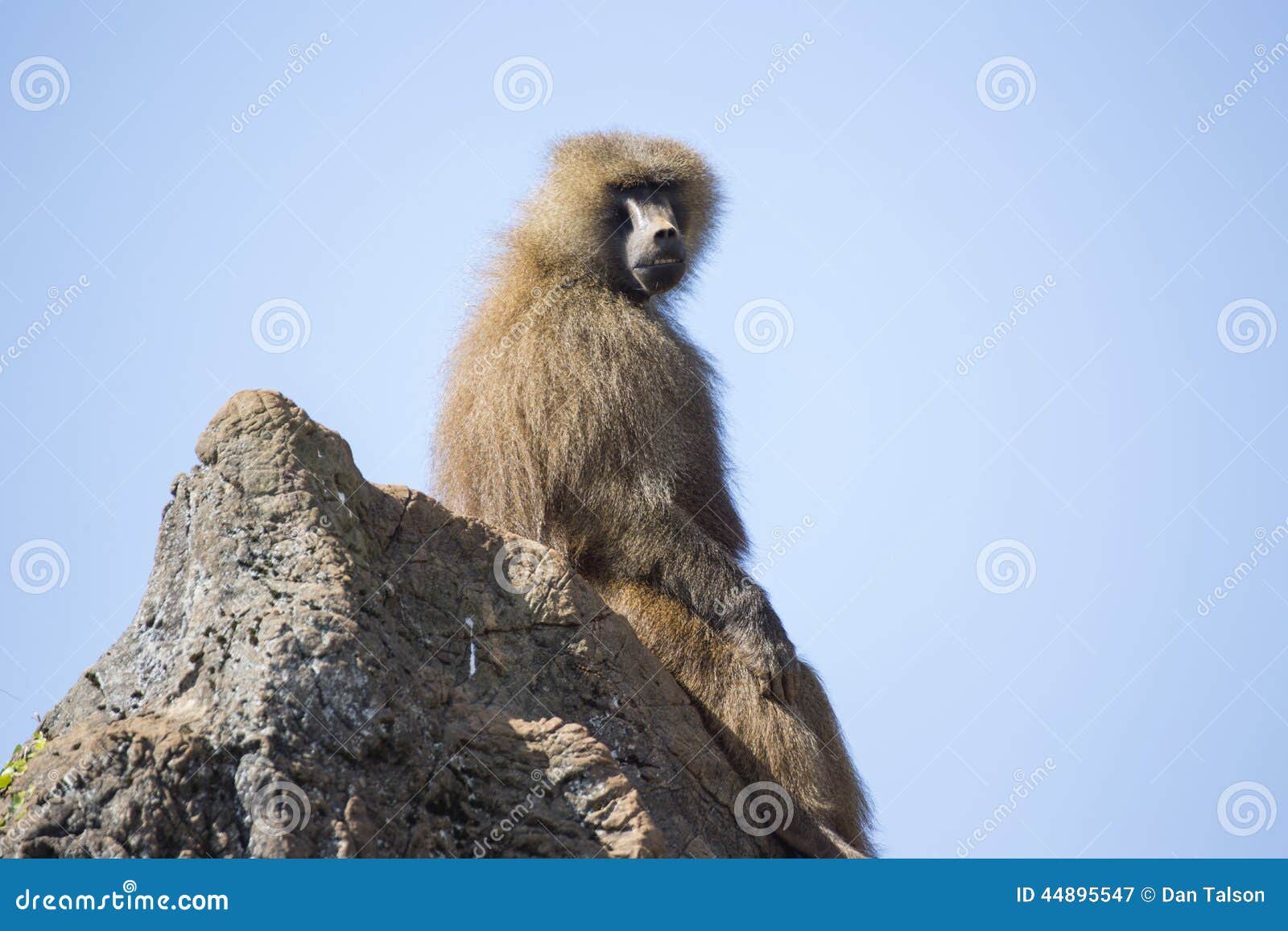 Baboons on a rock stock image. Image of africa, fauna - 44895547