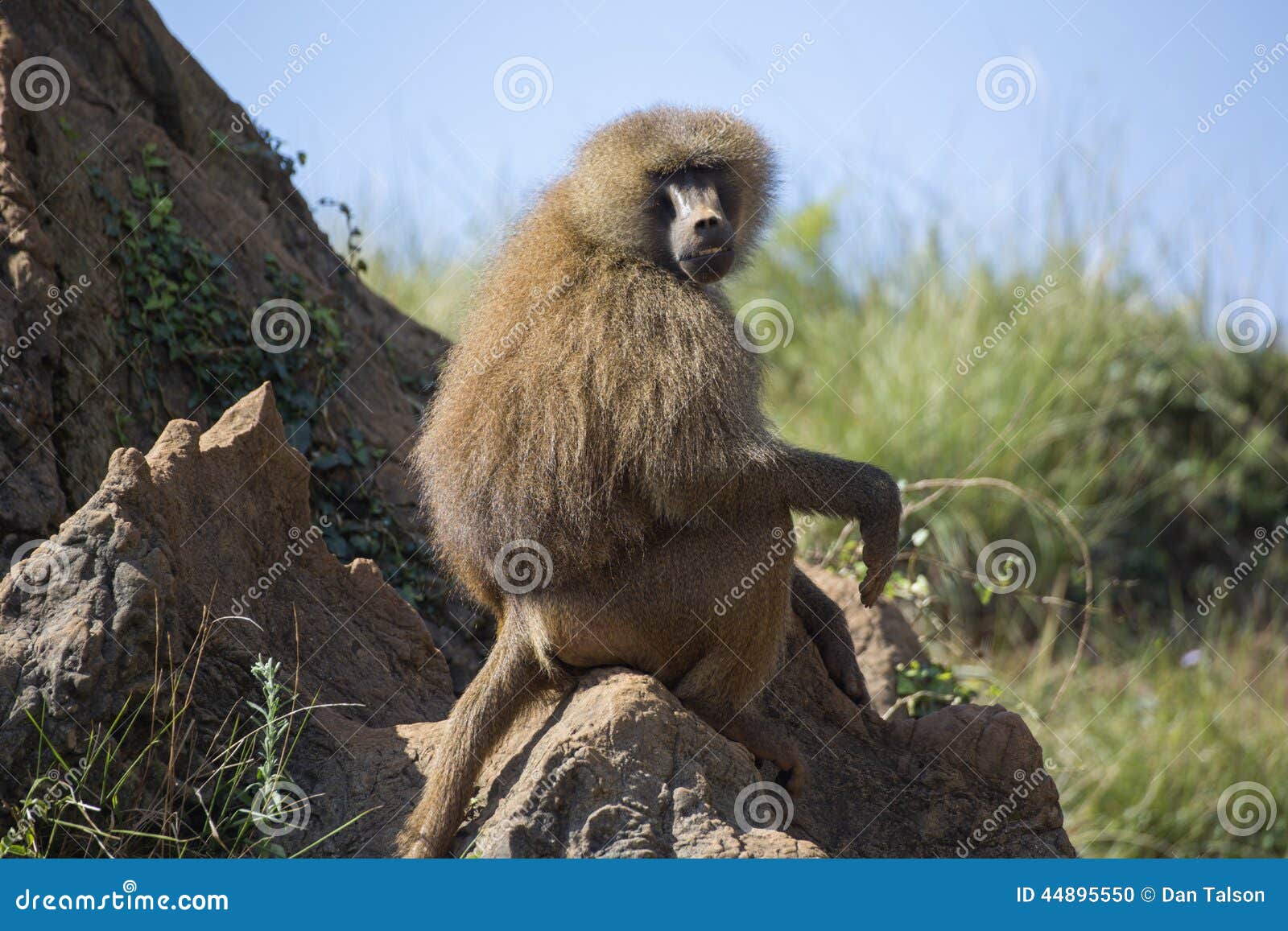 Baboons on a rock stock photo. Image of park, relatives - 44895550