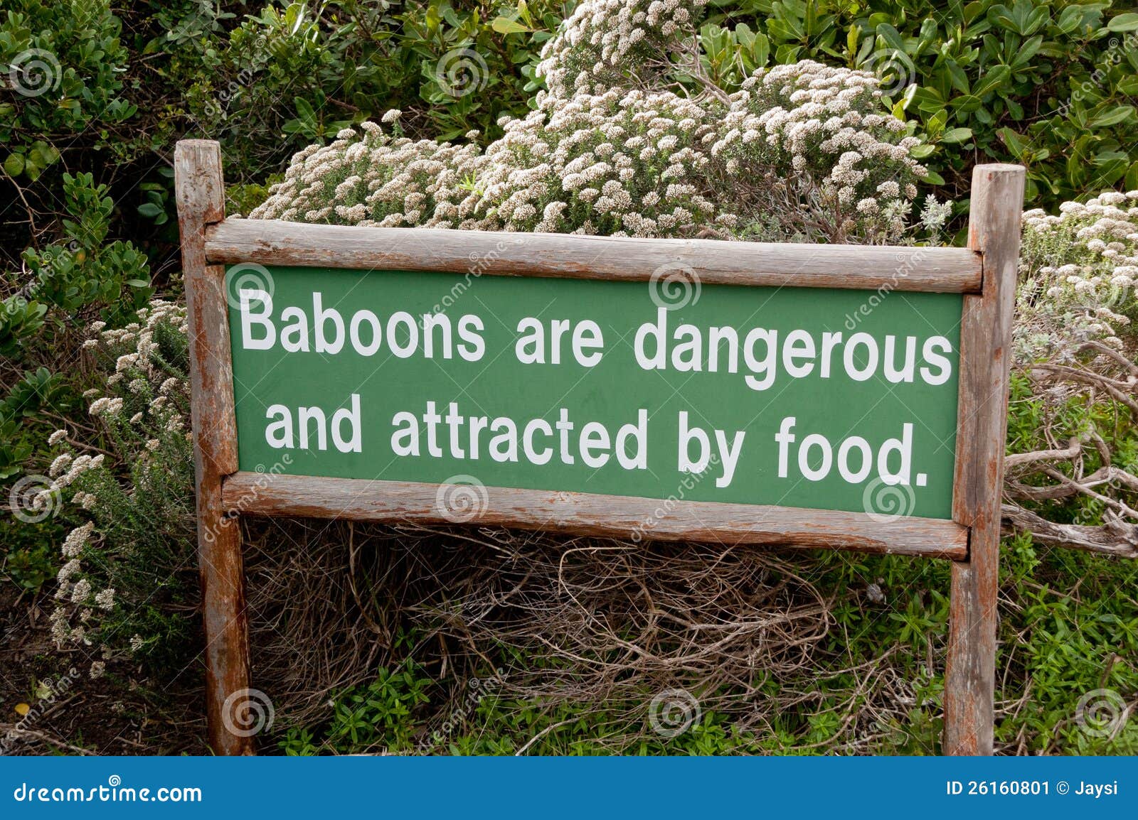 Baboons sign stock image. Image of monkey, bush, national - 26160801