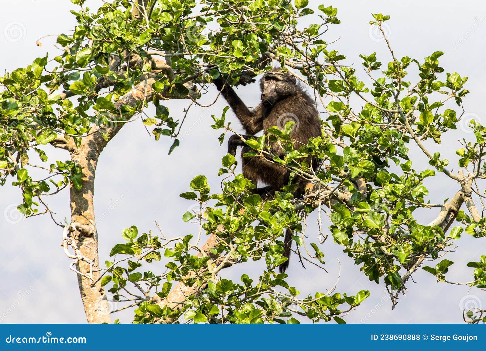 Baboon in a Tree in Waterberg Park, Namibia Stock Photo - Image of ...