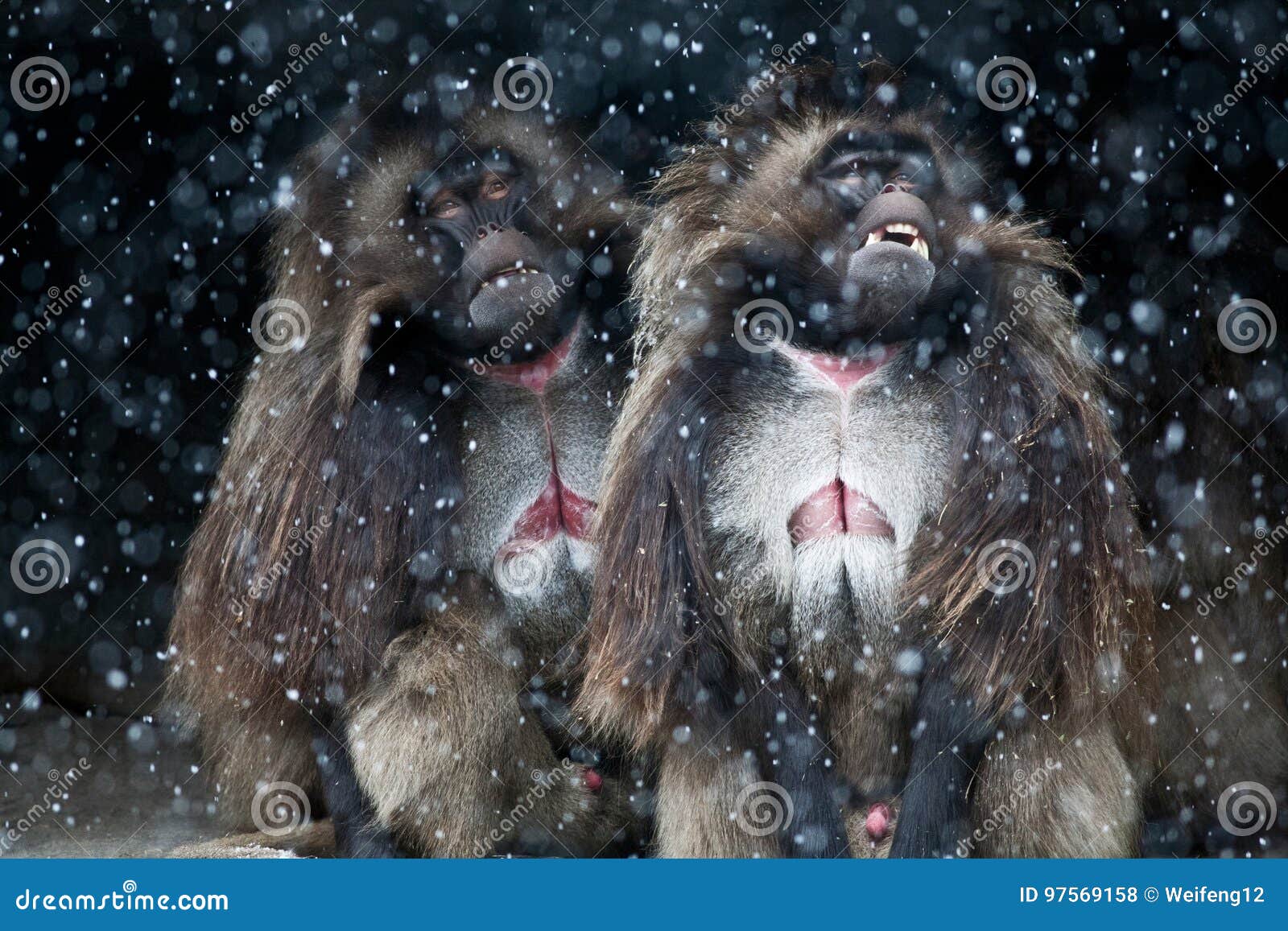 Baboons in snow stock photo. Image of brain, baboon, depression - 97569158