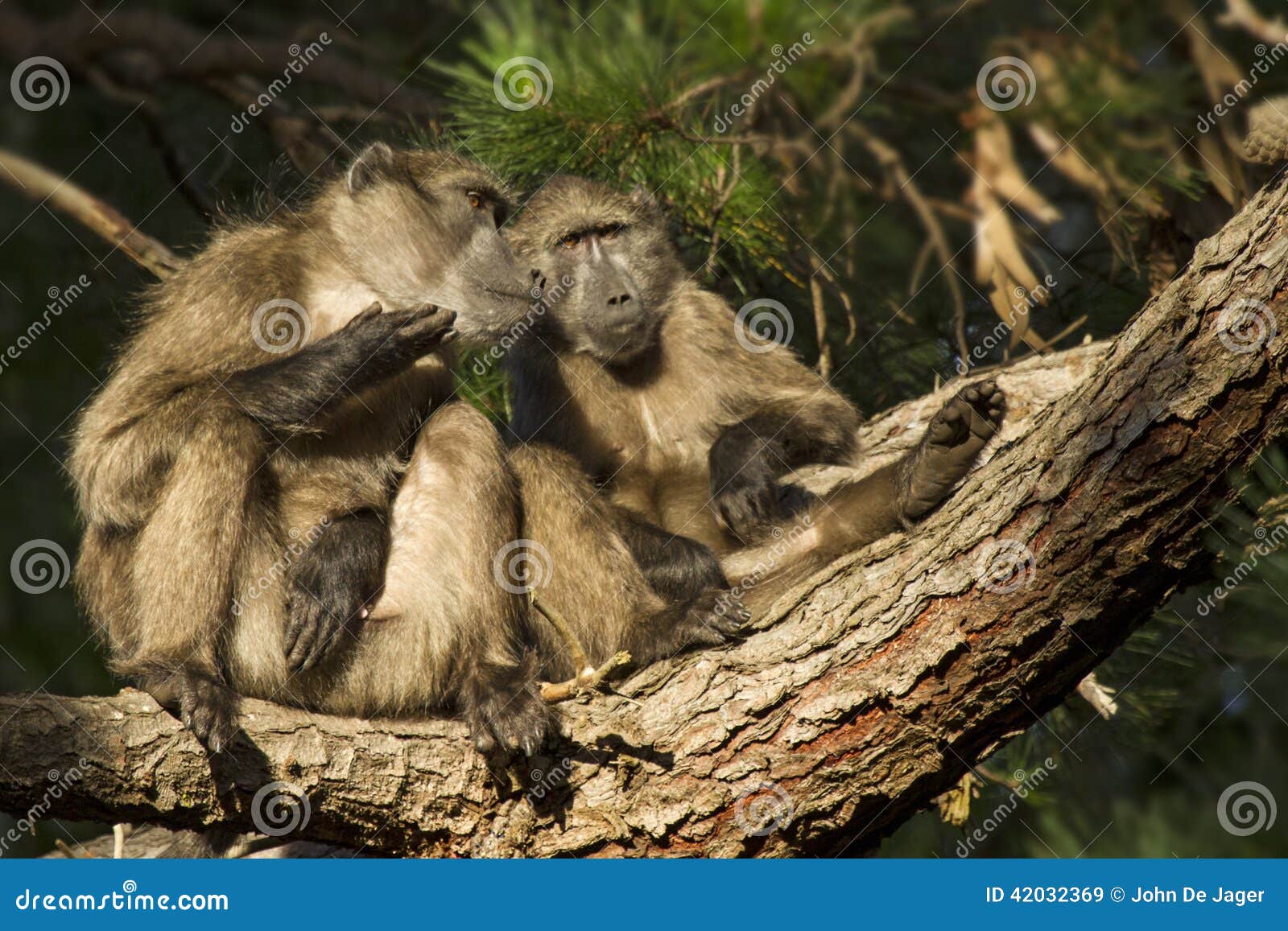 Baboons on branch stock image. Image of expressions, branch - 42032369