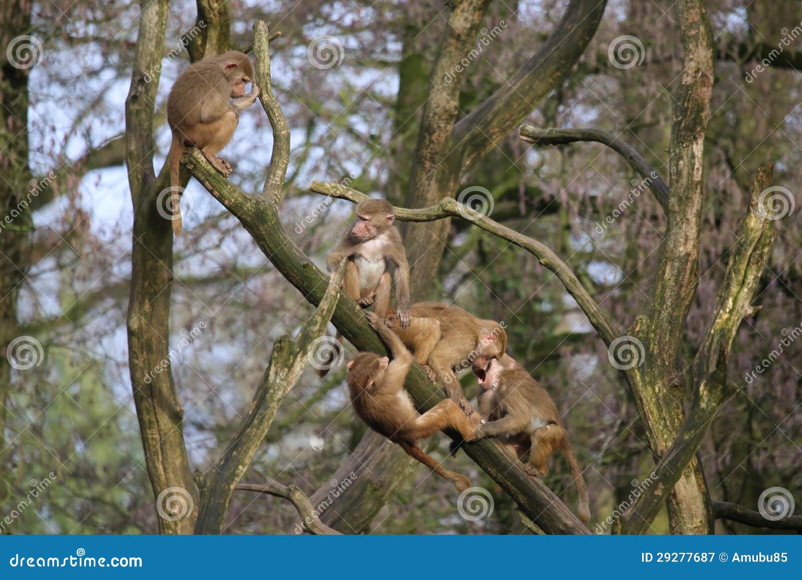 Baboons in tree stock image. Image of frizzy, baboon - 29277687