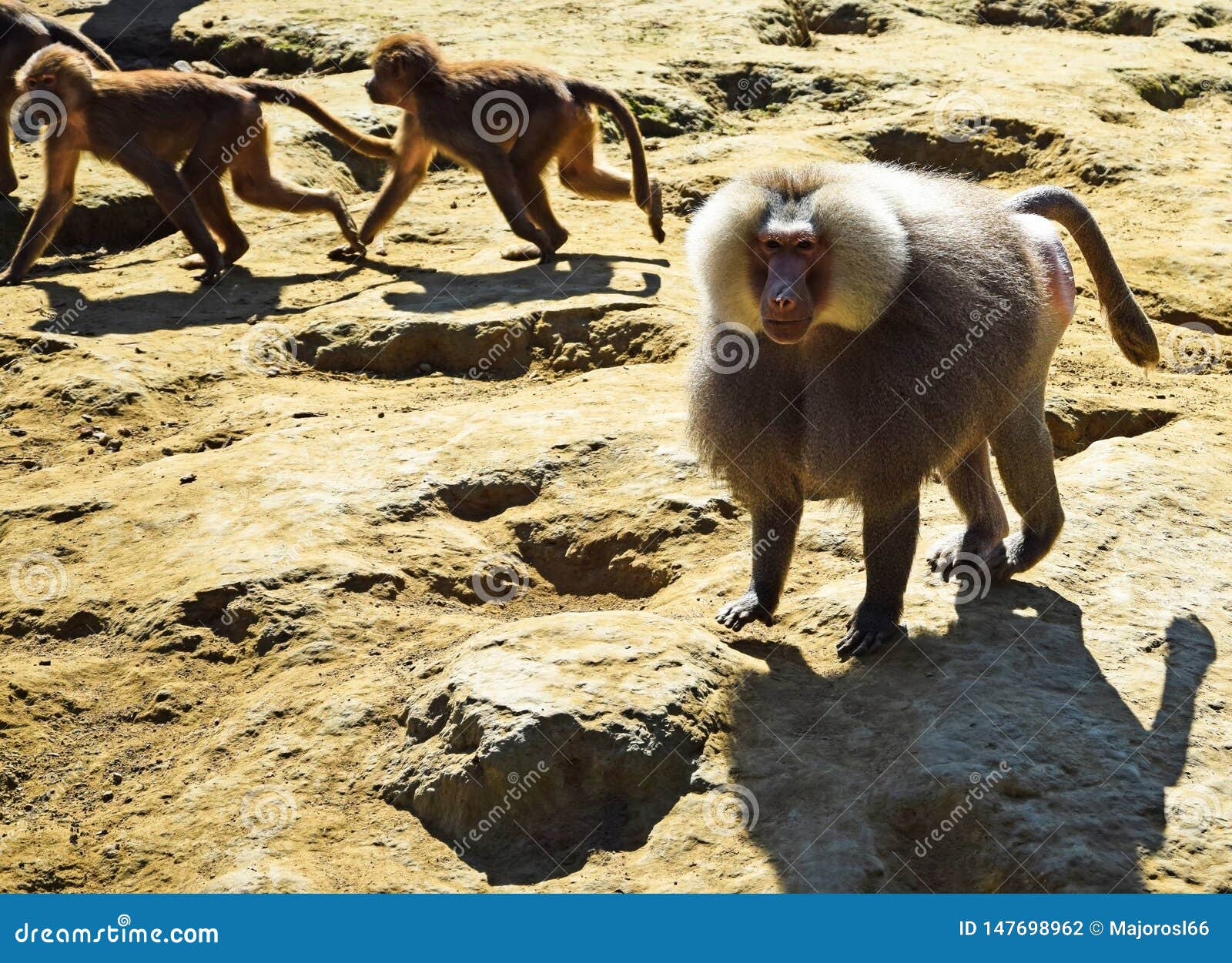 Baboons are Walking Outdoor Stock Photo - Image of group, mammal: 147698962