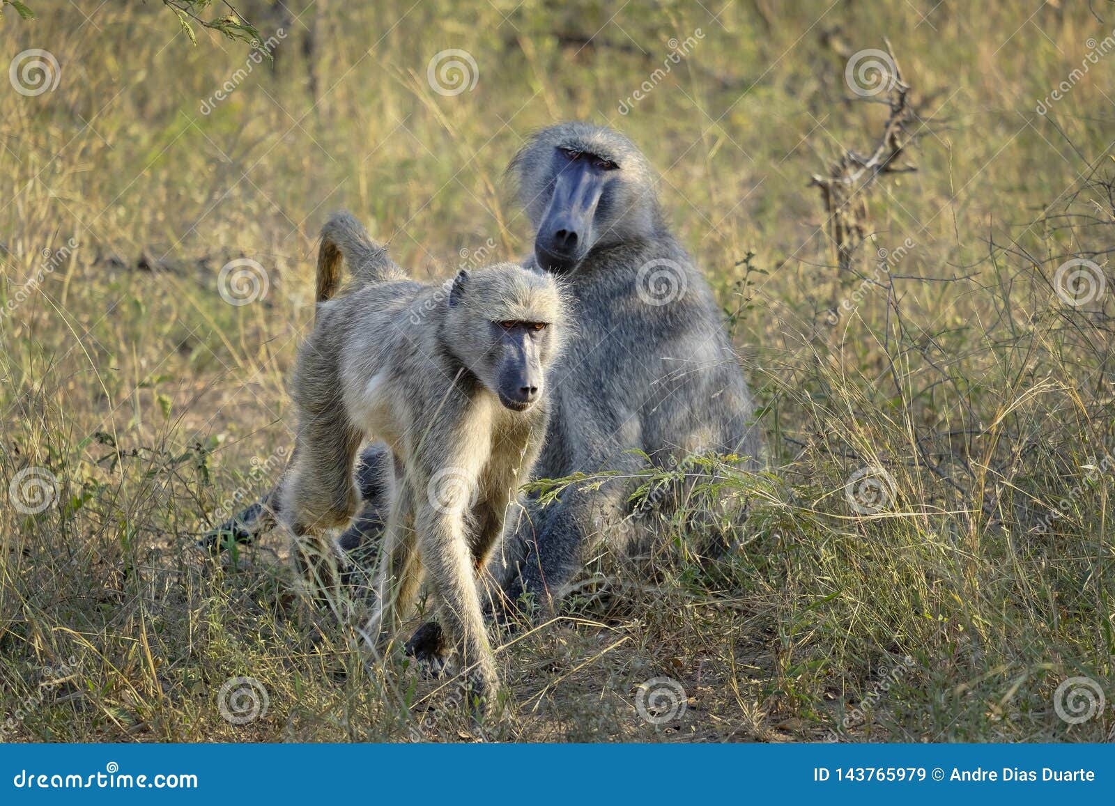 Baboons in the wild stock image. Image of isolated, monkey - 143765979