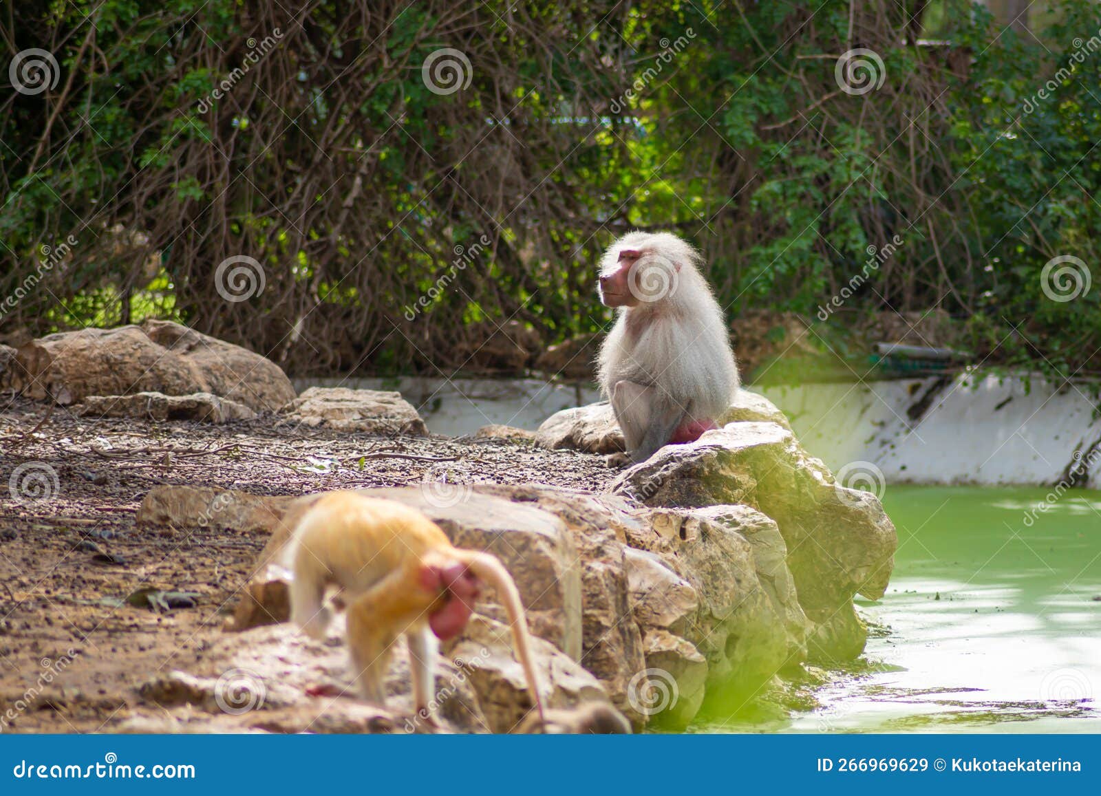 Baboons in the Zoo and they daily Routine Stock Image - Image of mammal ...