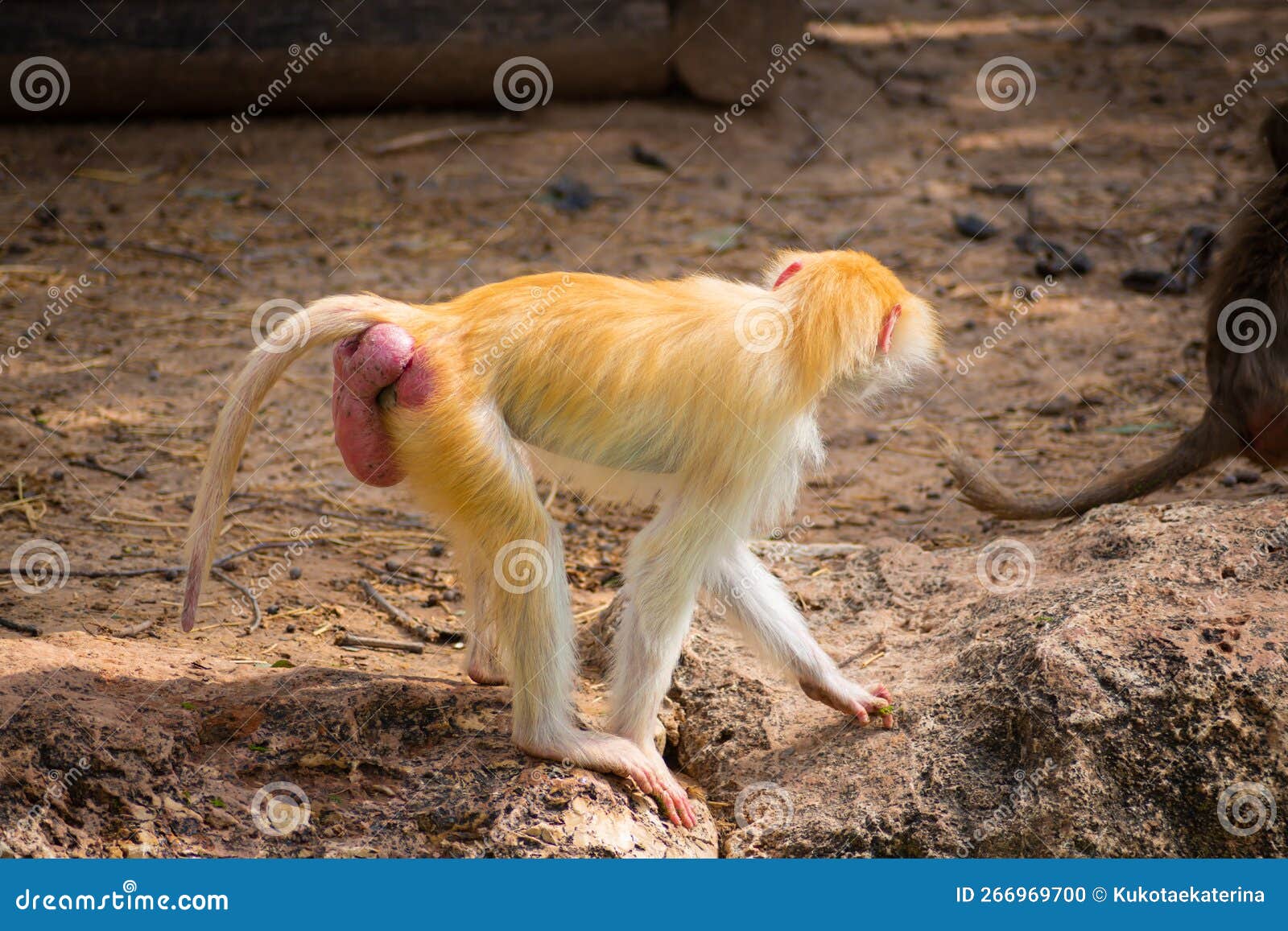 Baboons in the Zoo and they daily Routine Stock Photo - Image of animal ...