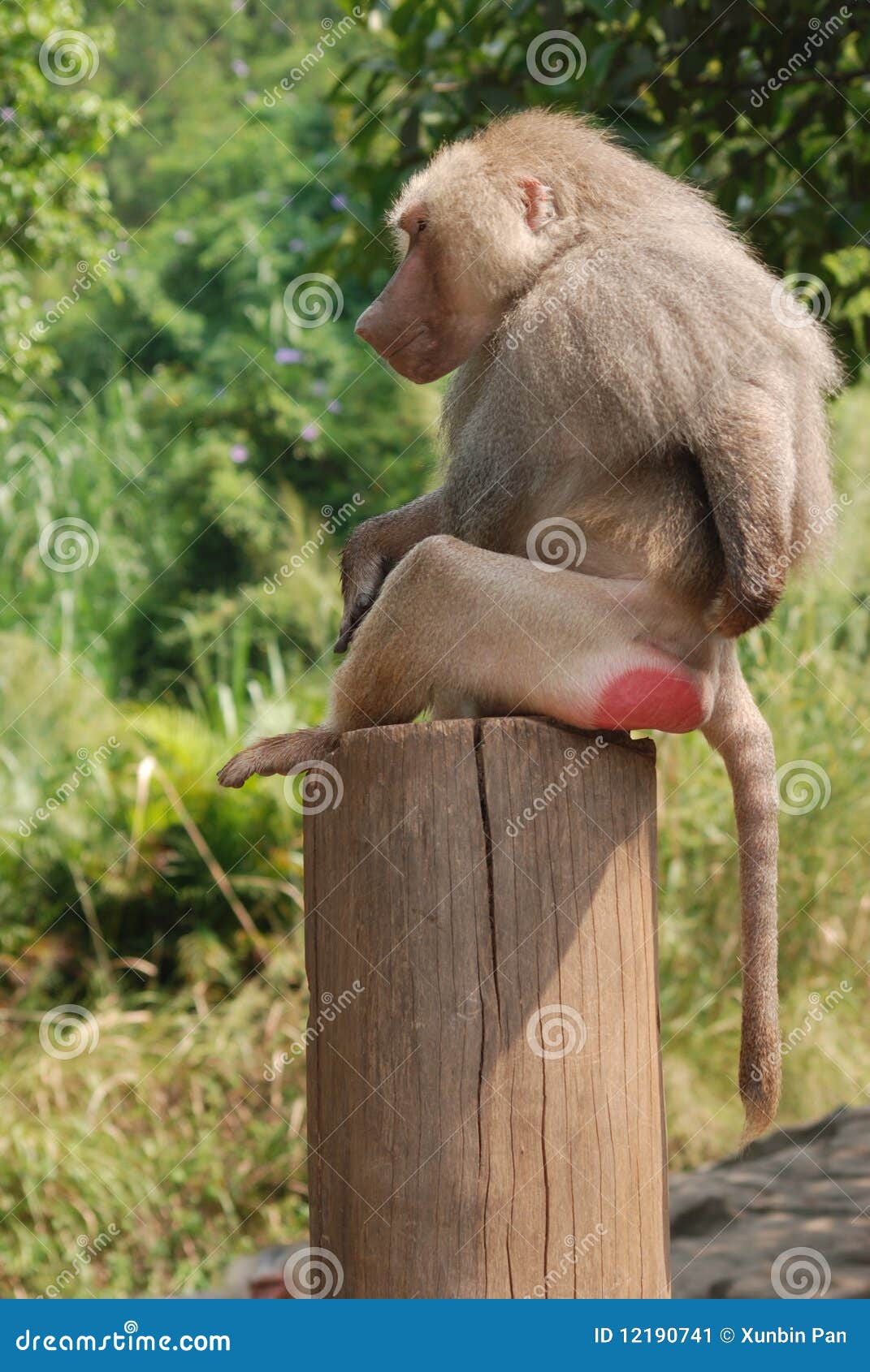 Babouin animal image stock. Image du singe, regarder - 12190741