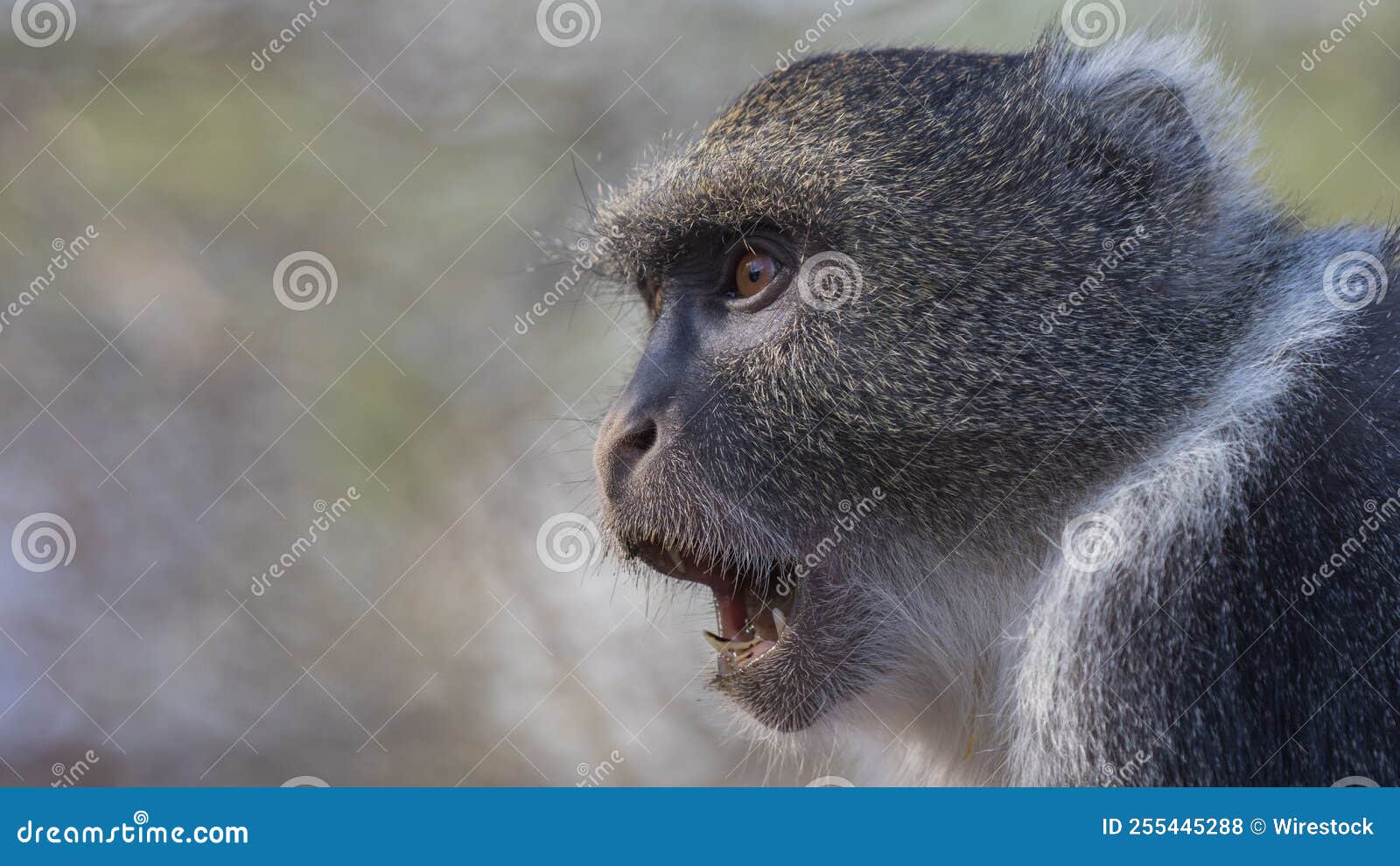 Babouin Dans Un Profil Avec Sa Bouche Ouverte Photo stock - Image du ...