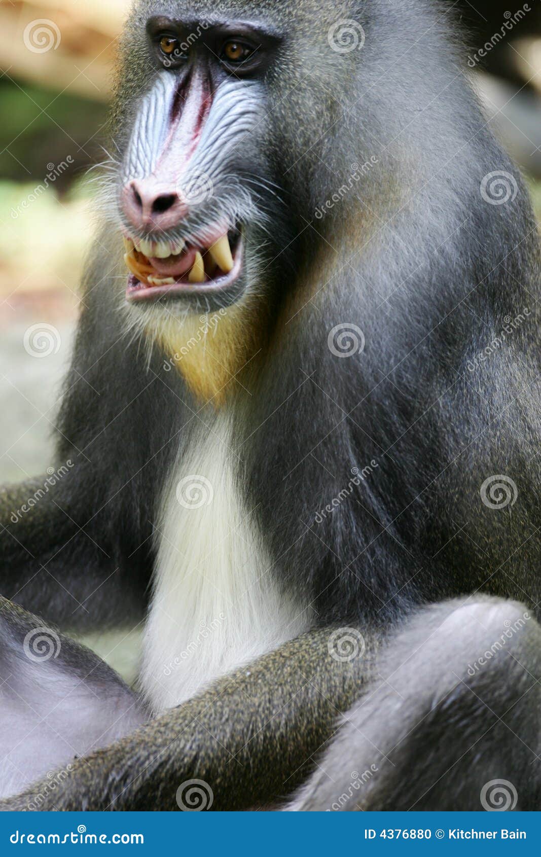 Babouin de Mandrill photo stock. Image du singe, babouins - 4376880