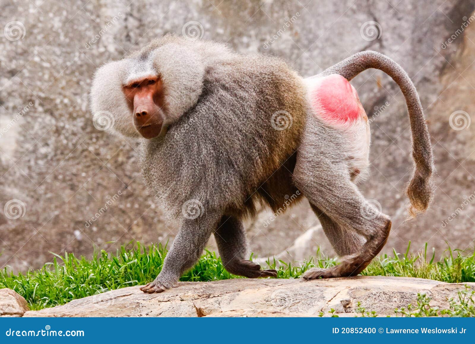 Babouin mâle de Hamadryas photo stock. Image du hominidé - 20852400