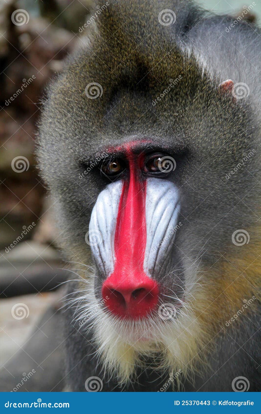Babuíno de Mandrill imagem de stock. Imagem de primata - 25370443