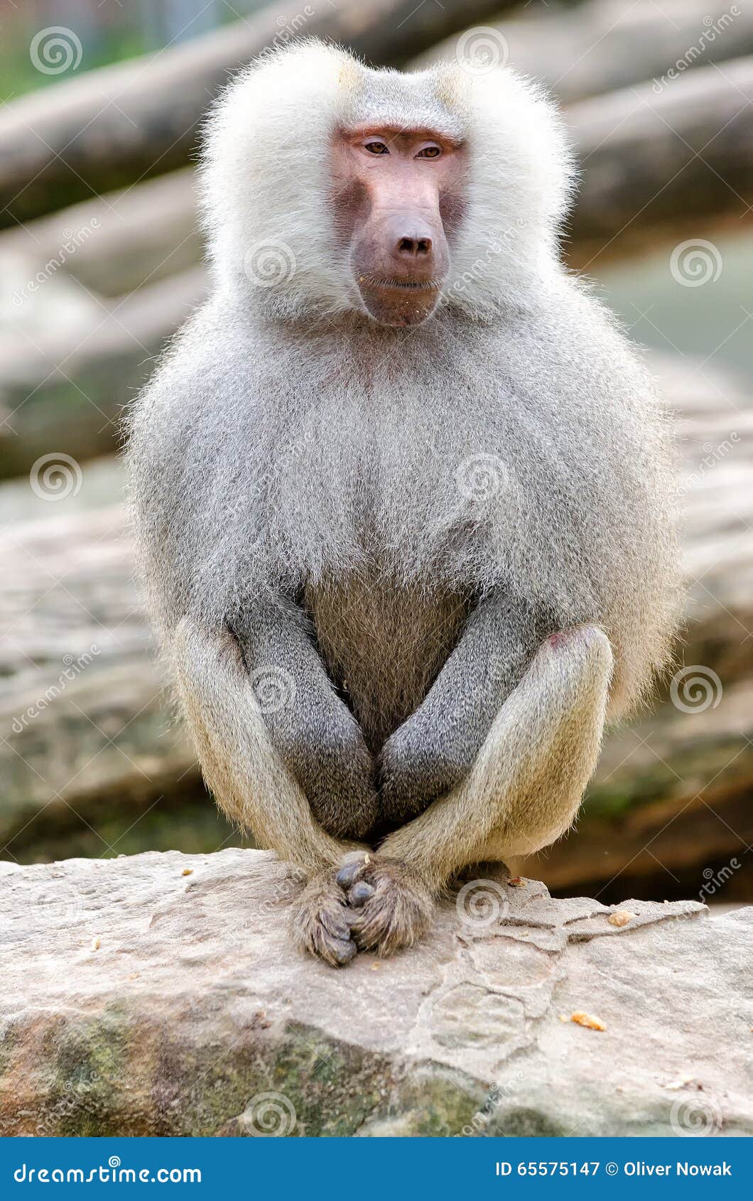 Babuíno sagrado imagem de stock. Imagem de reserva, prêmio - 65575147