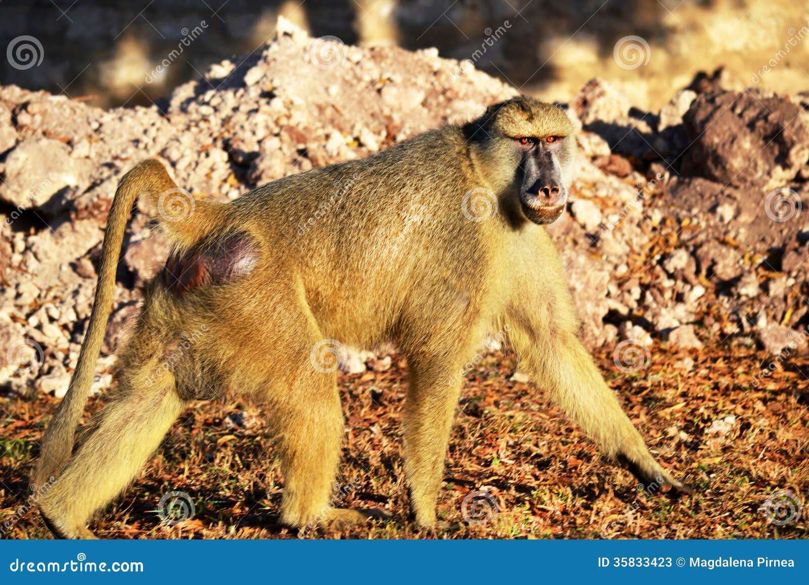 Babuin imagen de archivo. Imagen de looking, animal, mono - 35833423
