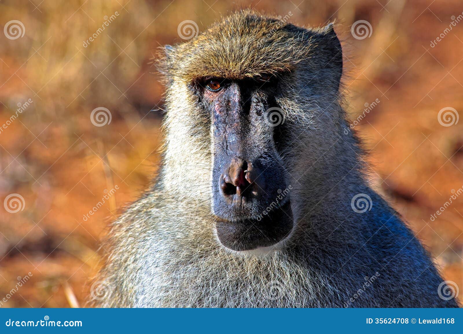 Babuino foto de archivo. Imagen de babuino, fauna, cubo - 35624708
