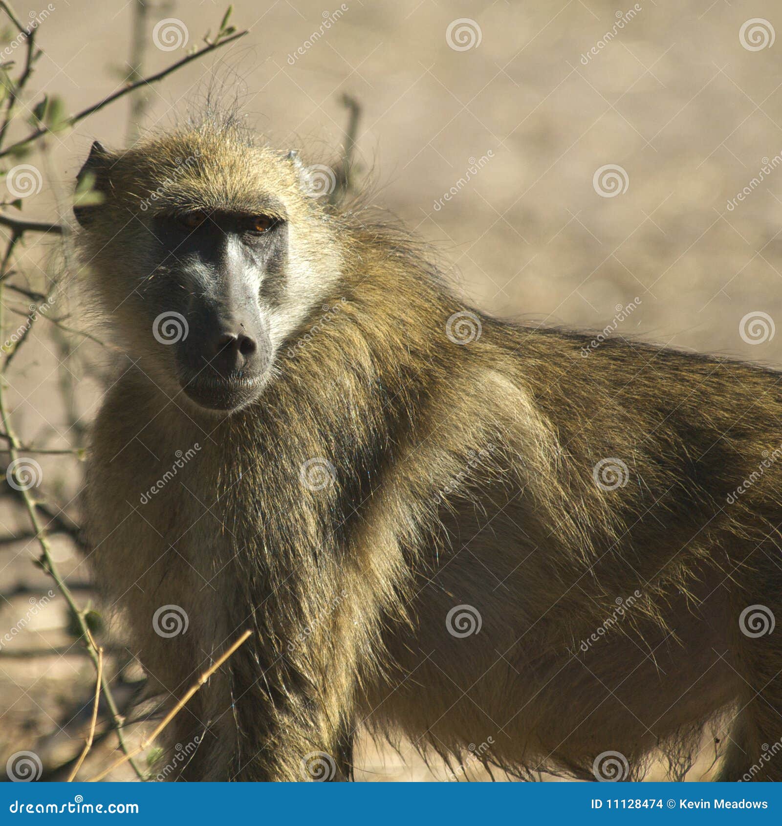 Babuino africano foto de archivo. Imagen de babuino, mirada - 11128474