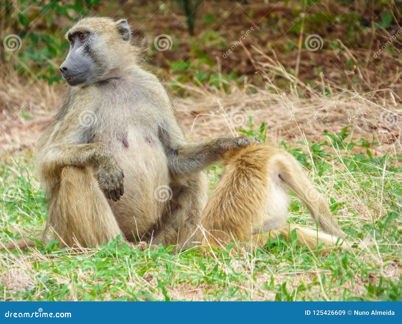Babuino Africano Del Primate, Botswana Imagen de archivo - Imagen de ...