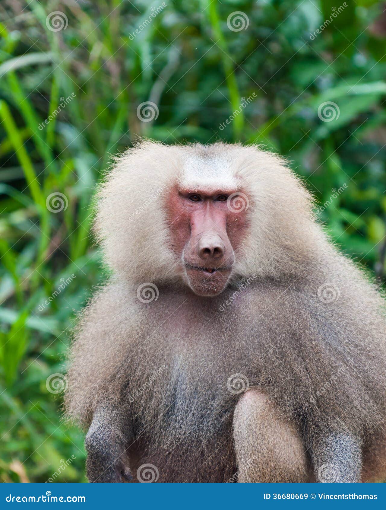 Babuino de Hamadryas imagen de archivo. Imagen de mono - 36680669