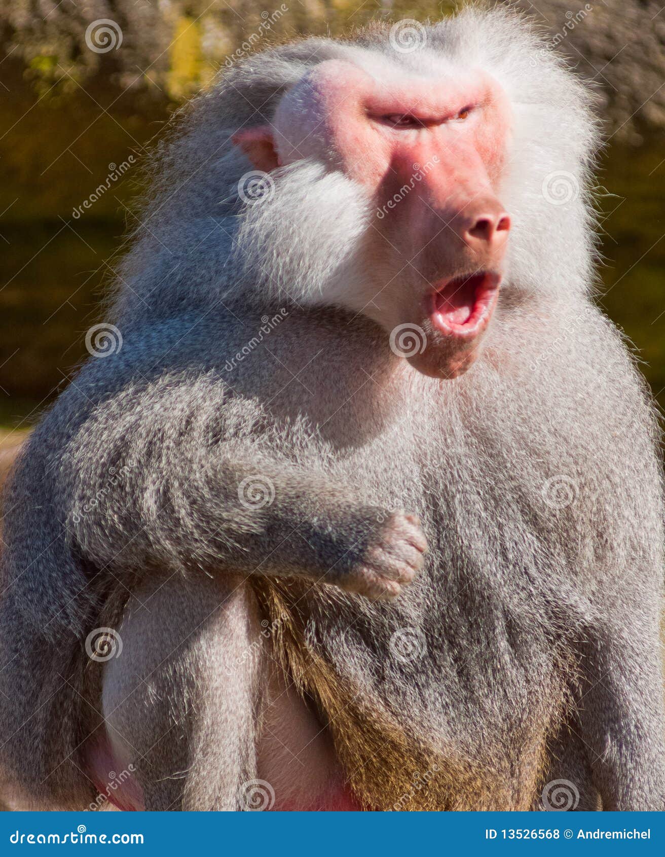 Babuino del grito foto de archivo. Imagen de exterior - 13526568