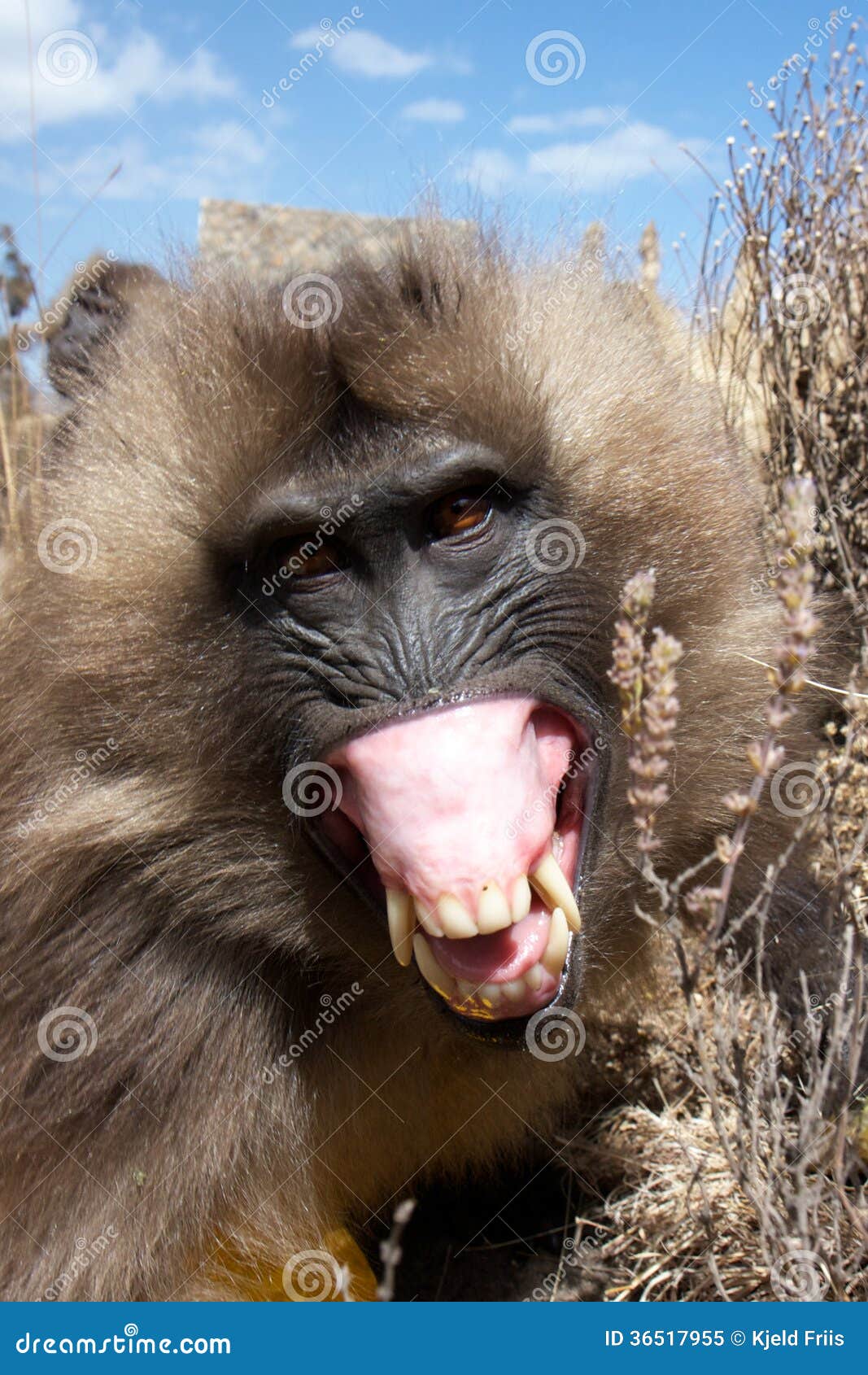 Babuino enojado de Gelada imagen de archivo. Imagen de pelo - 36517955