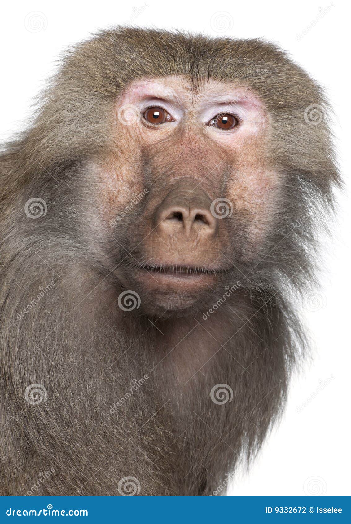 Babuino - Hamadryas De Simia Foto de archivo - Imagen de blanco, animal ...