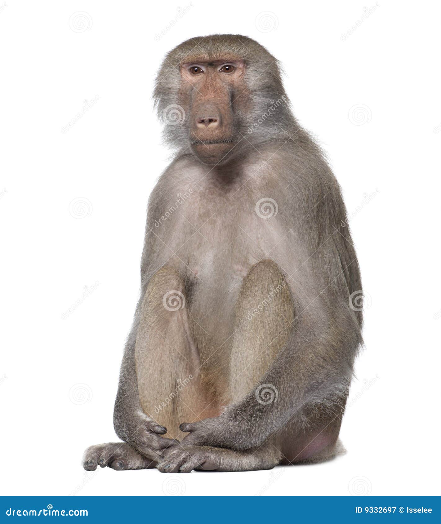 Babuino - Hamadryas De Simia Imagen de archivo - Imagen de animal ...