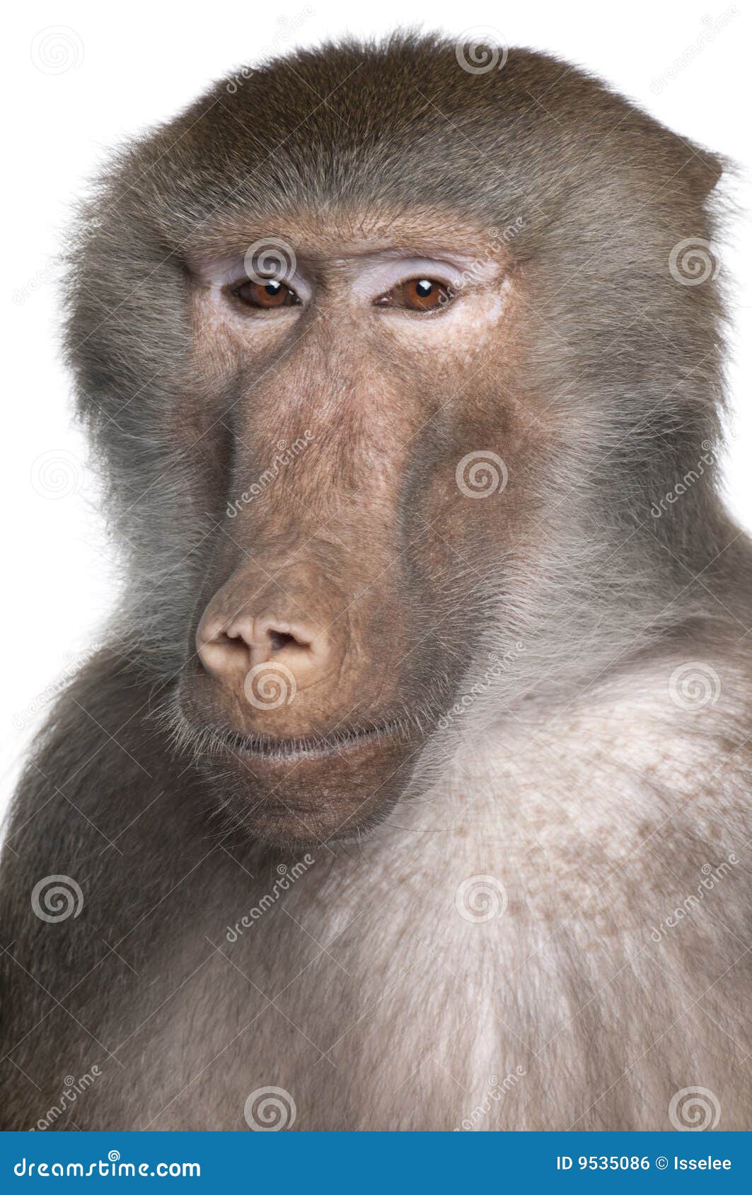 Babuino - Hamadryas De Simia Foto de archivo - Imagen de pensamiento ...