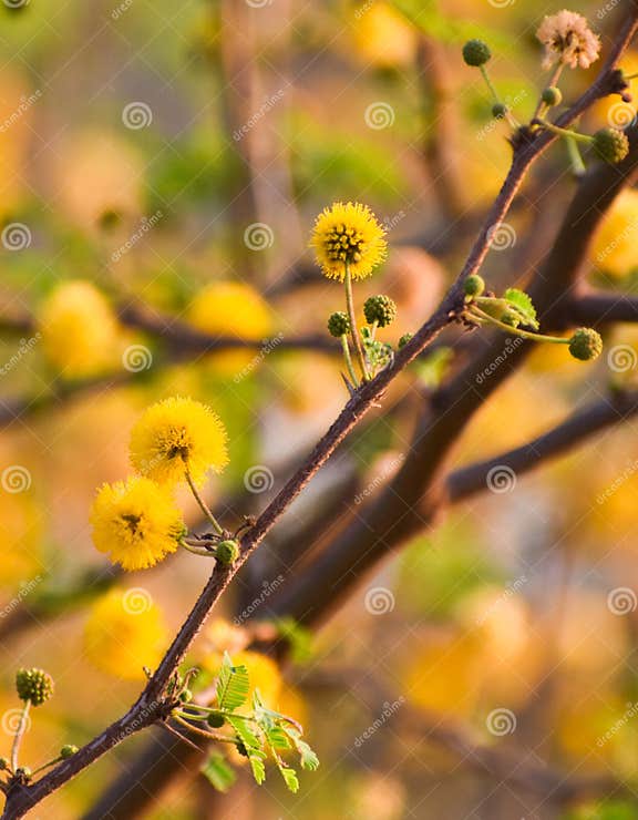 Close Up of a Babool or Acacia Nilotica Flower Blooms in the Garden ...