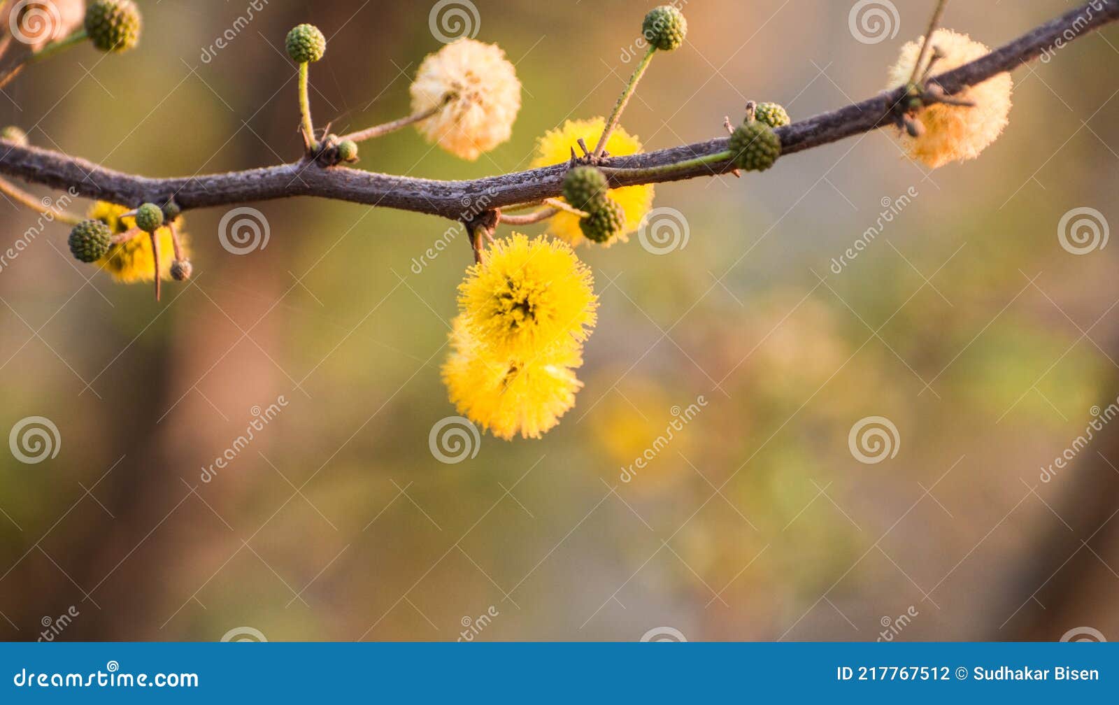 Close Up of a Babool or Acacia Nilotica Flower Blooms in the Garden ...