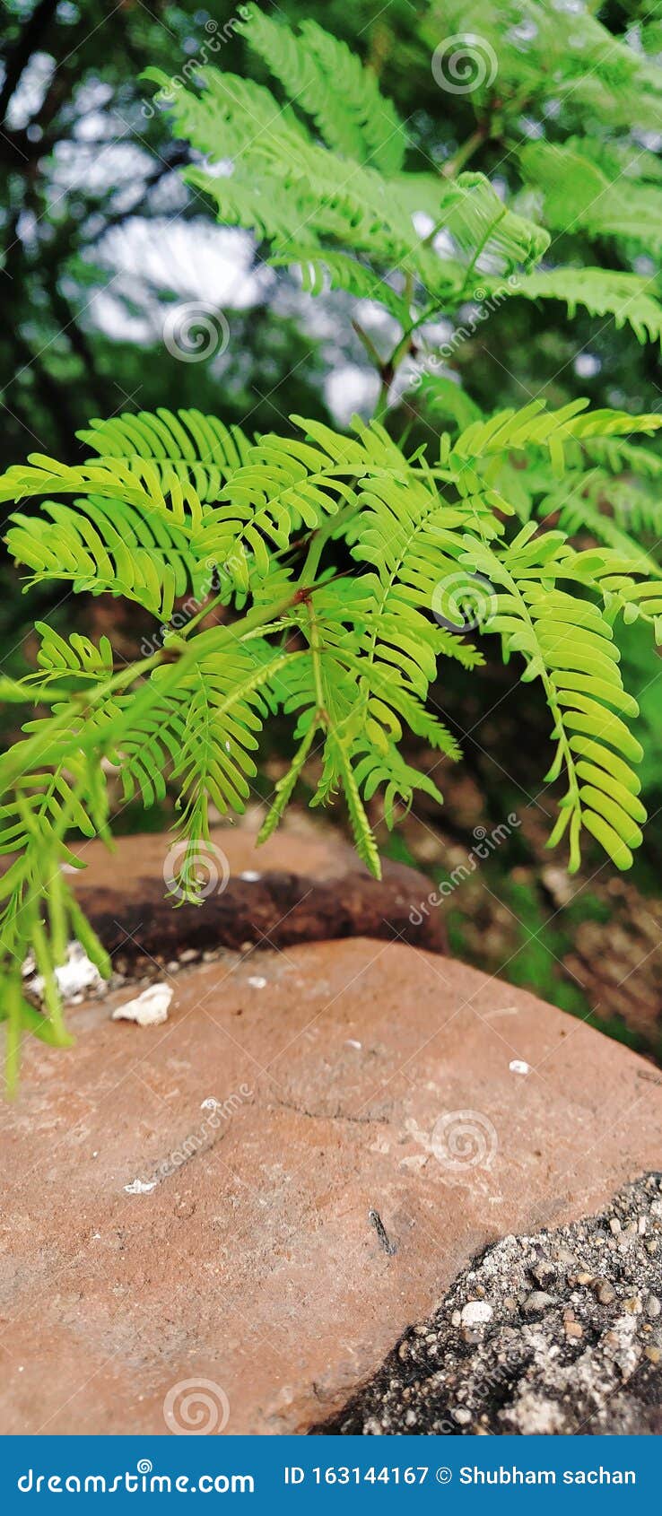 Babul Leaves Looking Beautiful in Sunlight, Stock Image - Image of ...