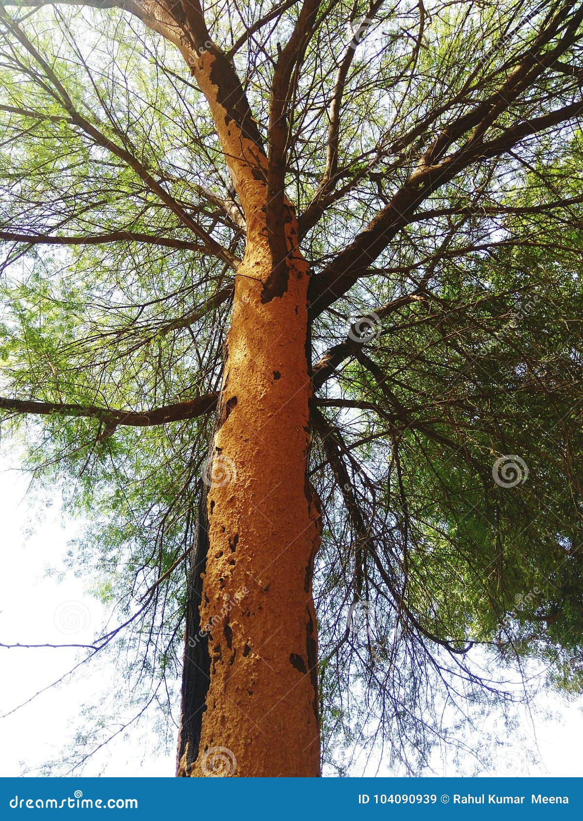 BABUL TREE stock image. Image of babul, tree, nature - 104090939