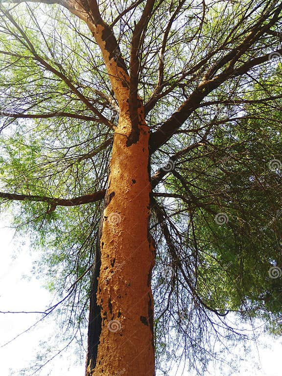 BABUL TREE stock image. Image of babul, tree, nature - 104090939