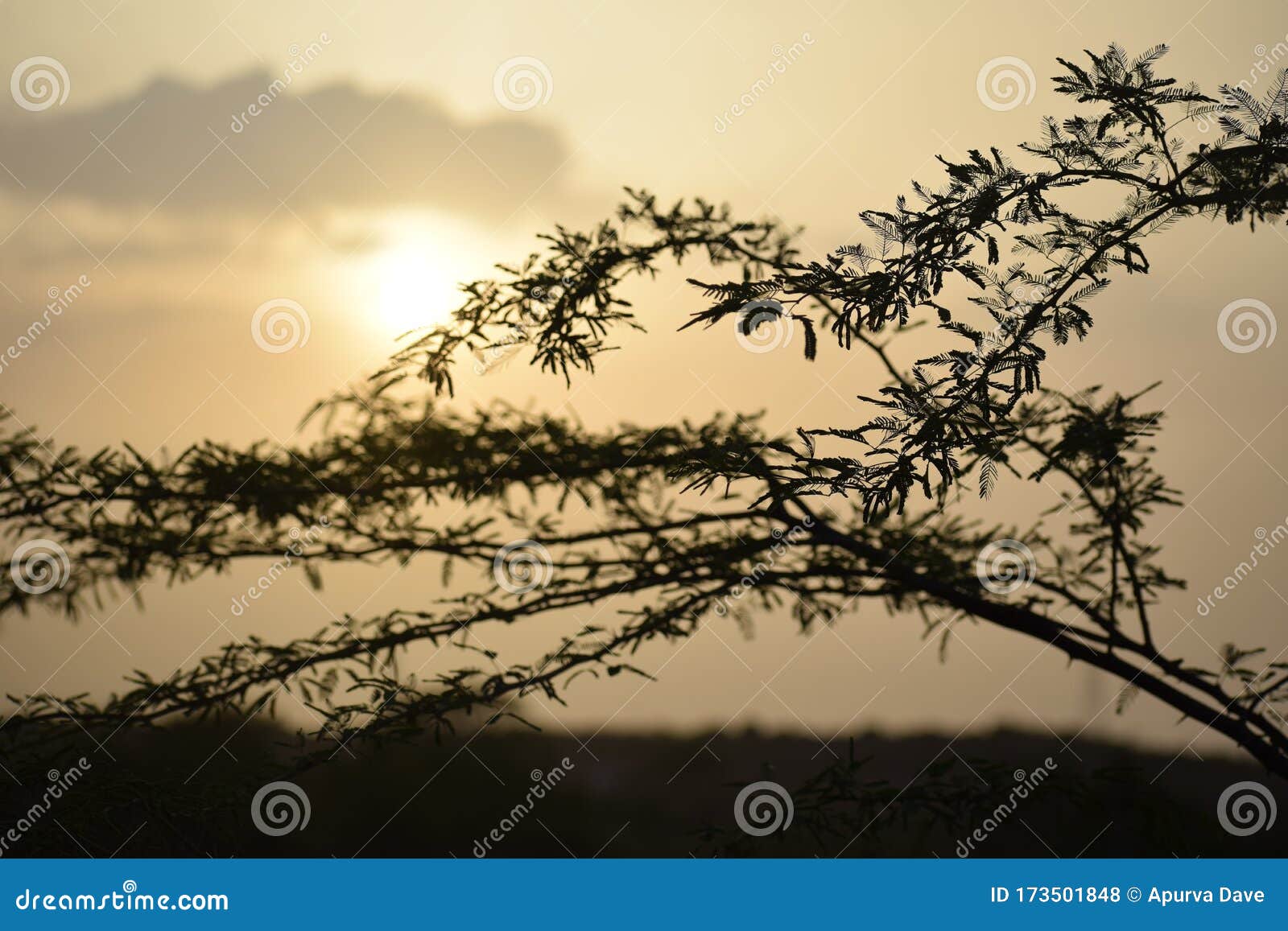 Babul tree in desert area stock photo. Image of desert - 173501848